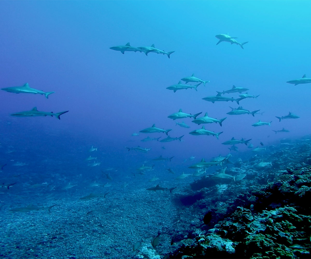 Fakarava's ‘Shark Walls’ - Fourth Element