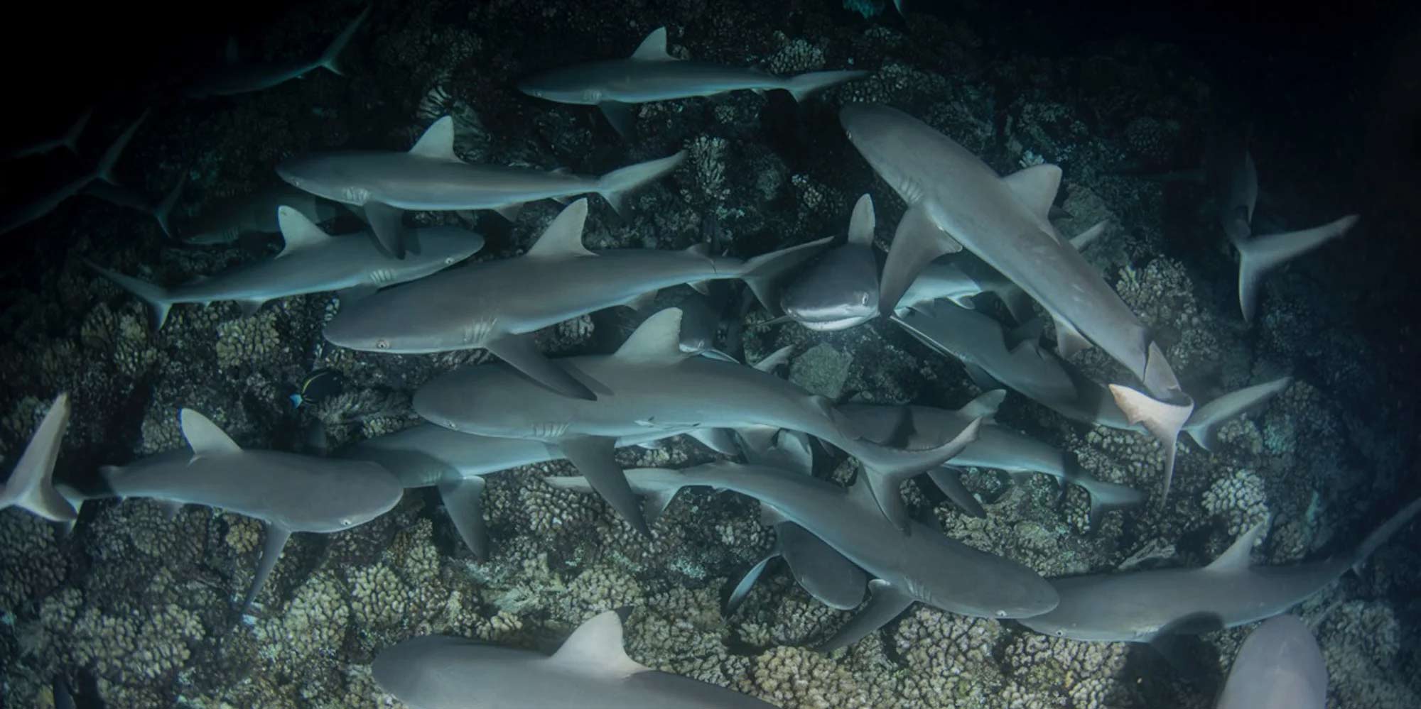 Sharks On Screen - Fourth Element