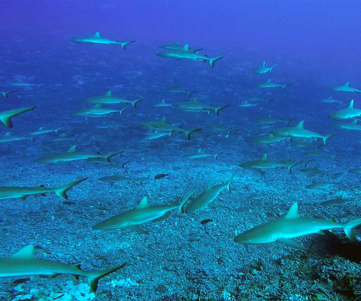 Fakarava’s ‘Shark Walls’ - Fourth Element